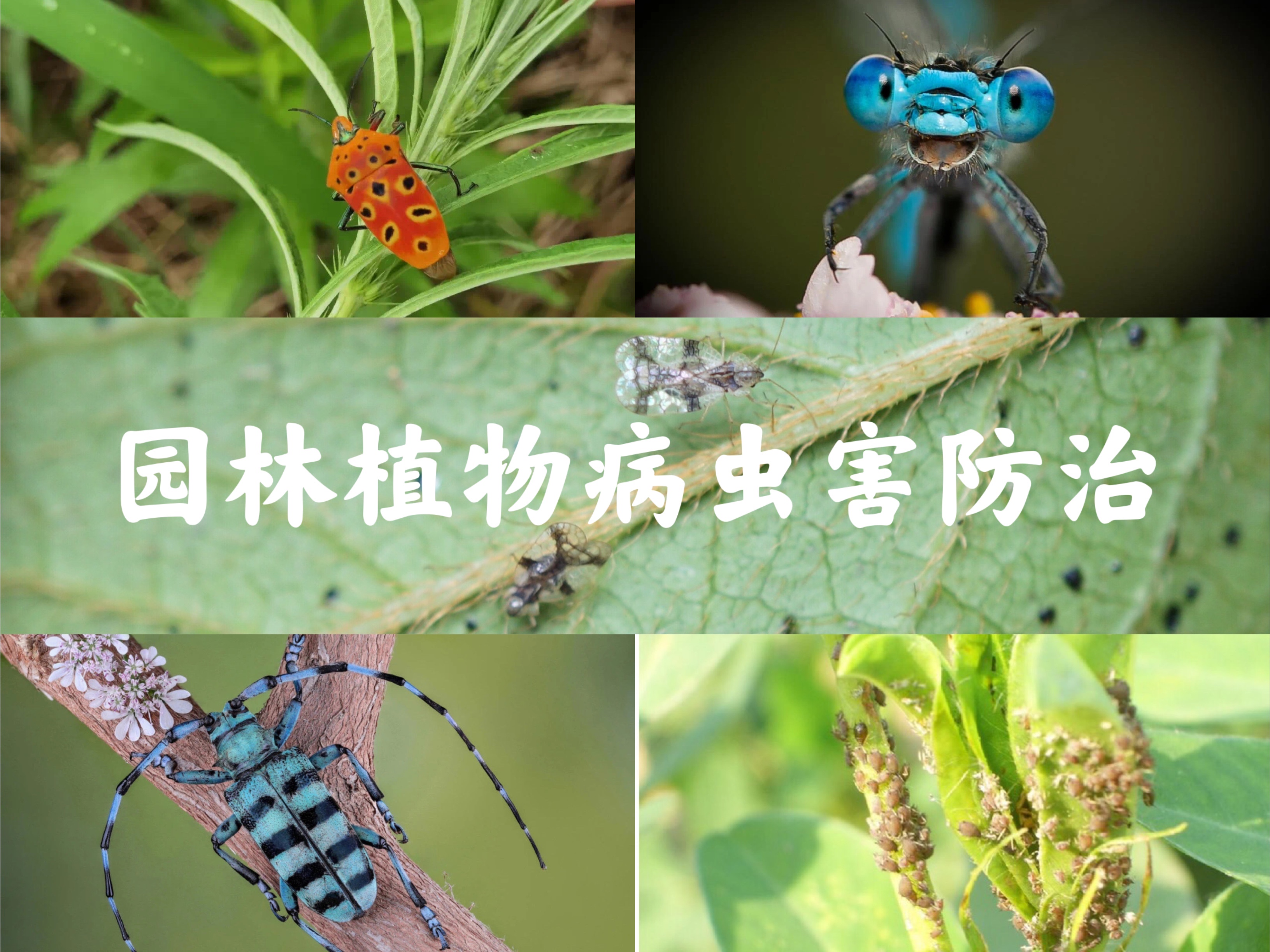 有效积温法则K=N(T-C)中,N是指( ) - 题海